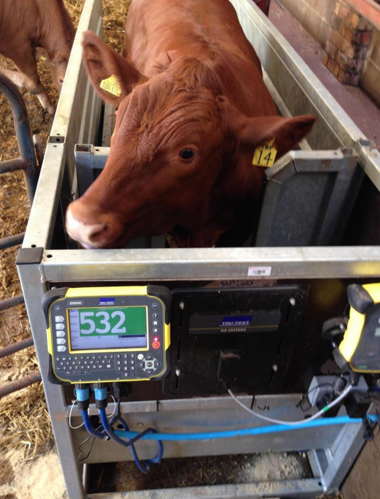Beef Monitor — Huber Ag Equipment LTD