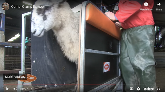 Ritchie Combi Clamp Sheep Handling System and Goat Handling System - U ...